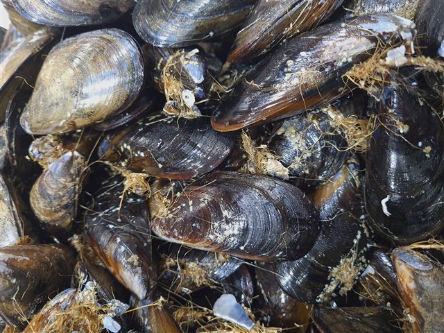 Moules